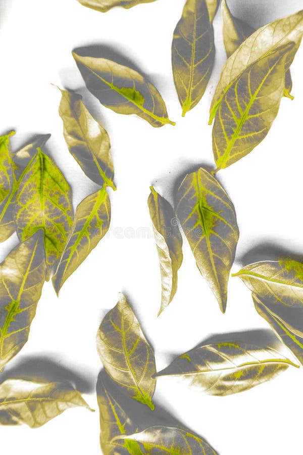 Beautiful Texture Abstract Green and Yellow Leaves of Tree Isolated on ...