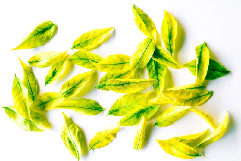 Beautiful Texture Abstract Green and Yellow Leaves of Tree Isolated on ...