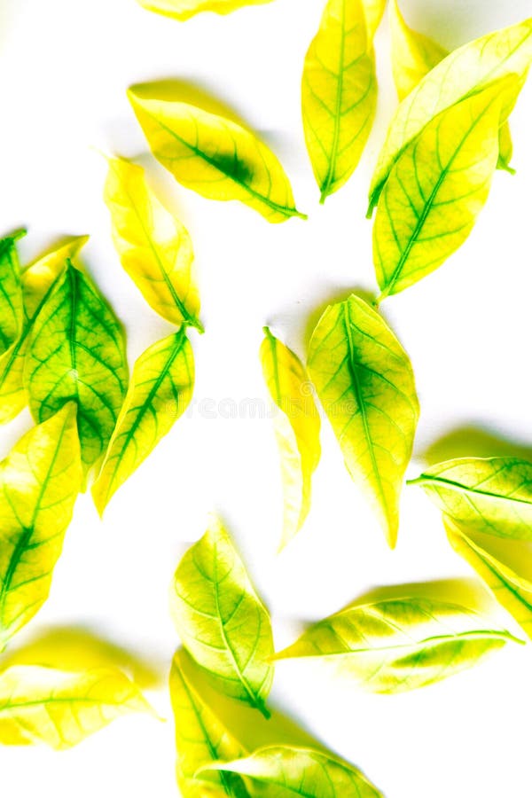 Beautiful Texture Abstract Green and Yellow Leaves of Tree Isolated on ...