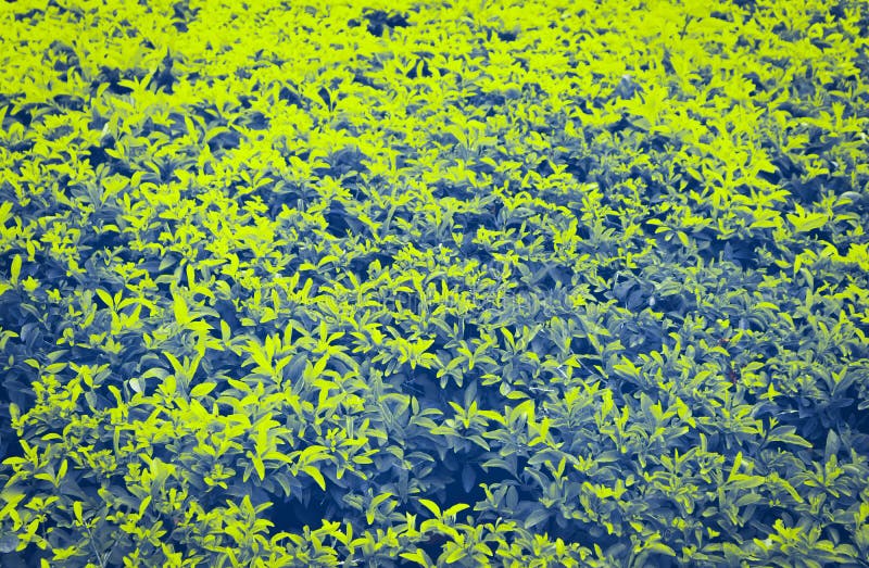 Beautiful Texture Abstract Yellow Green Grass Pattern Background and ...