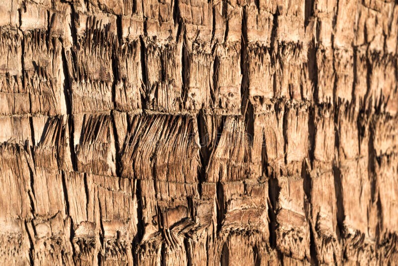 Beautiful Texture of the Big Coconut Palm Trunk Stock Photo - Image of ...