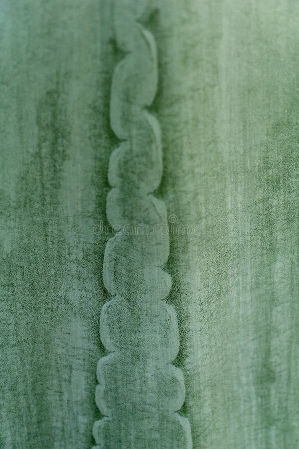 Beautiful Texture of Big Green Leaf Exotic Cactus Stock Photo - Image ...