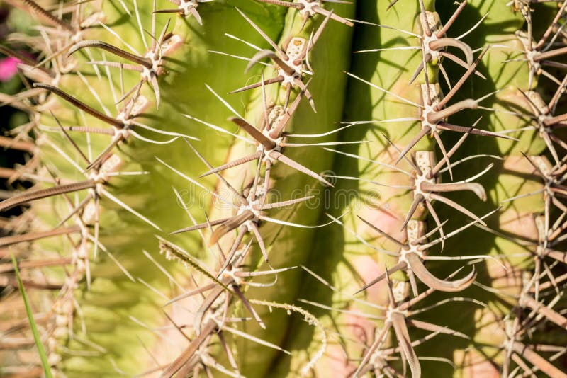 Beautiful Texture of Big Green Leaf Exotic Cactus Stock Photo - Image ...