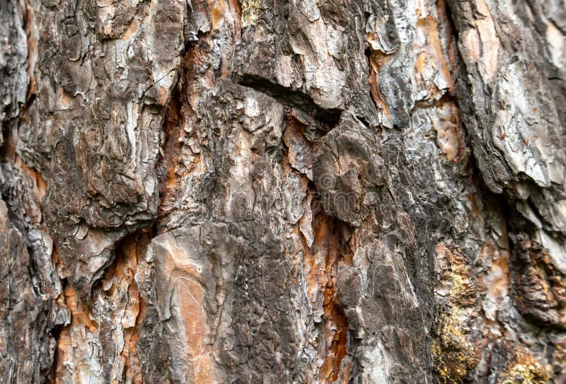 Beautiful Texture of Brown Tree Bark.Tree Trunk with Hard and Rough ...