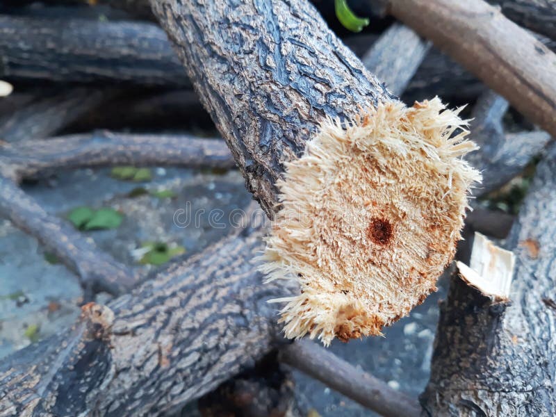 Beautiful Texture of a Cut Tree Branch for Background Stock Photo ...