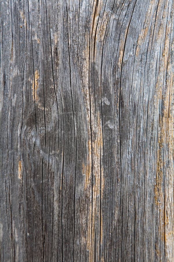 The Beautiful Texture of a Dried Old Tree Stock Photo - Image of ...