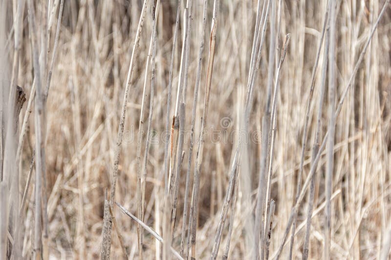 Beautiful Texture of Dry Tall Grass. Close-up, Selective Focus Stock ...