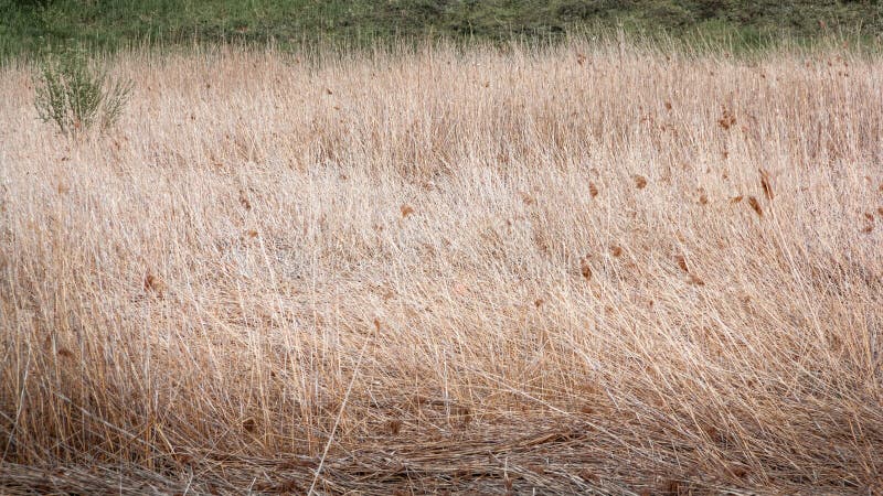 Beautiful Texture of Dry Tall Grass. Close-up, Selective Focus Stock ...