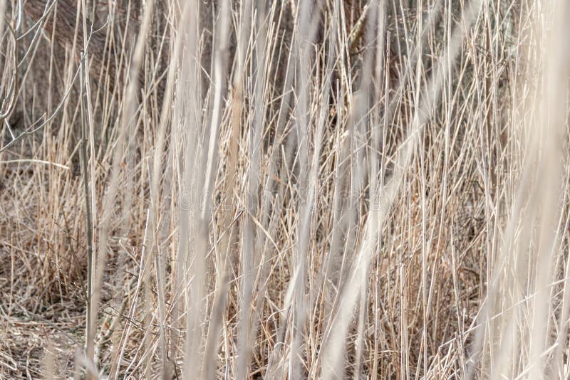 Beautiful Texture of Dry Tall Grass. Horizontal Frame Stock Image ...