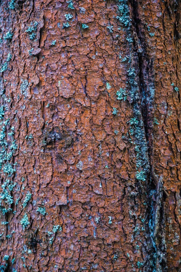 Beautiful Texture in the Form of Spruce Bark Stock Photo - Image of ...