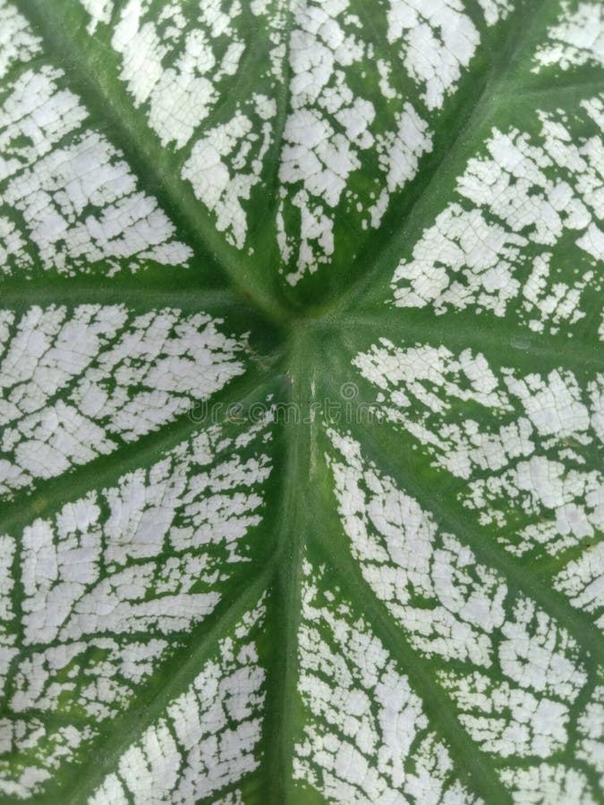 Beautiful Texture of a Green Caladium Leaf Stock Image - Image of grass ...
