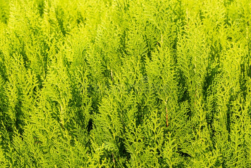 Beautiful Texture of Light Green Branches of Thuja Bushes Stock Image ...