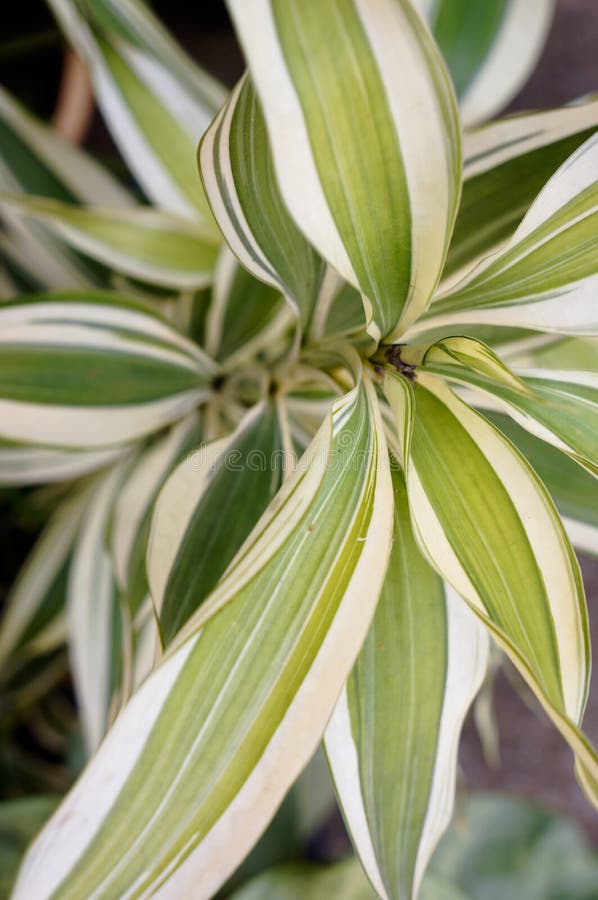 Beautiful Texture and Pattern on Leaf in Thai Forest Stock Photo ...