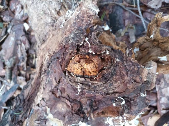 Beautiful Texture of Tree Bark and Broken Knot on Pine Tree Growing in ...