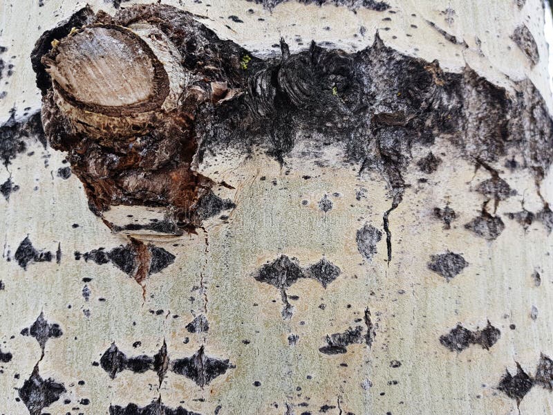 Beautiful Texture of Tree Bark with Moss and Mold Stock Image - Image ...