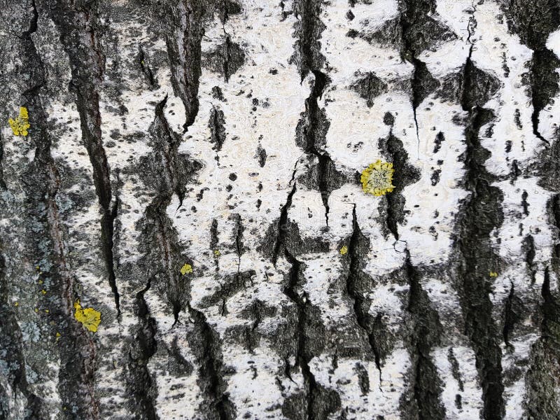 Beautiful Texture of Tree Bark with Moss and Mold Stock Photo - Image ...
