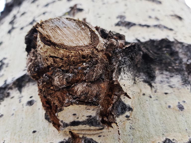 Beautiful Texture of Tree Bark with Moss and Mold Stock Image - Image ...