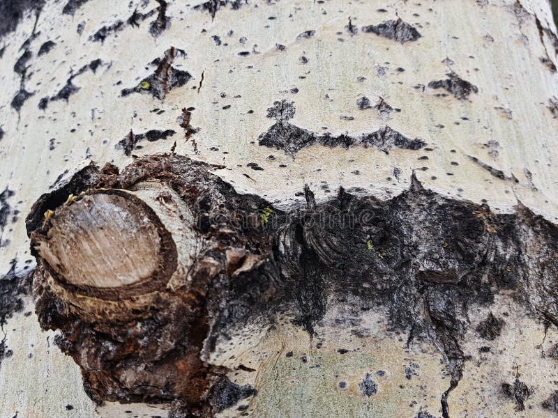 Beautiful Texture of Tree Bark with Moss and Mold Stock Photo - Image ...