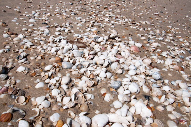 Water Splash Various Color Shells Stock Photos - Free & Royalty-Free ...