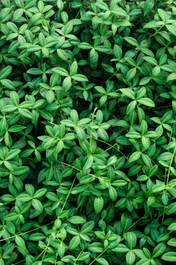 Beautiful and Textured Green and Clean Plant Leaves Stock Photo - Image ...