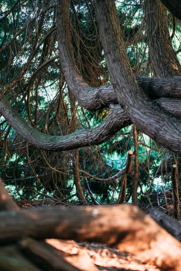 Interlaced Tree Roots. Relief Tree Close-up Stock Photo - Image of ...