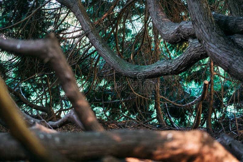 Beautiful Textured Interlaced Tree Trunks in the Forest Stock Photo ...