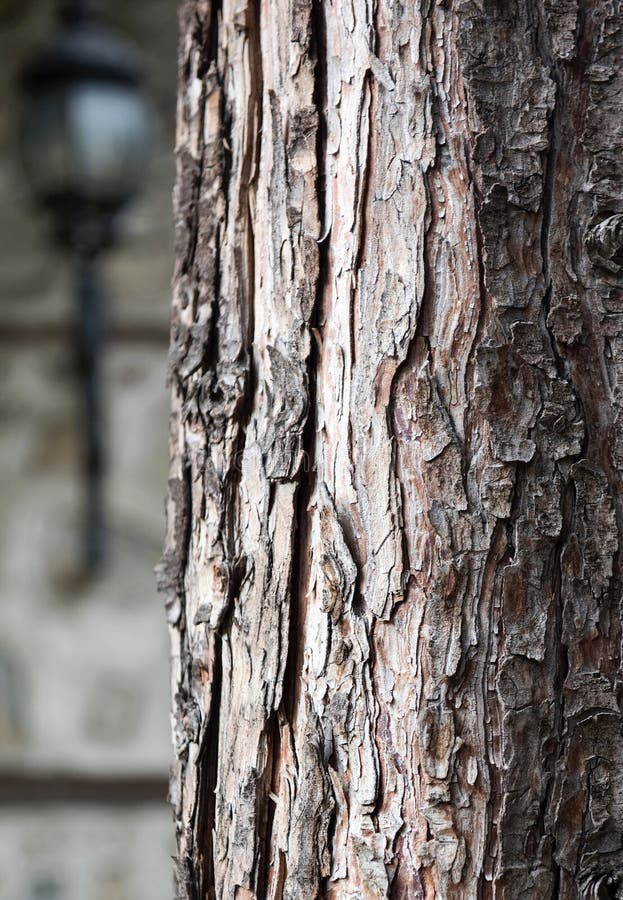Beautiful Textured Structure of the Bark on the Vertical Trunk of a ...