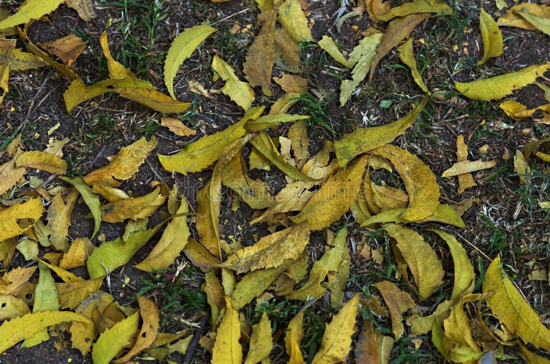 Fallen tree leaves stock photo. Image of shades, leaves - 152218714