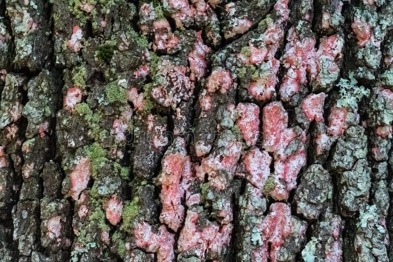 Beautiful Textures and Patterns of Lichens, Algae, and Mosses Growing ...