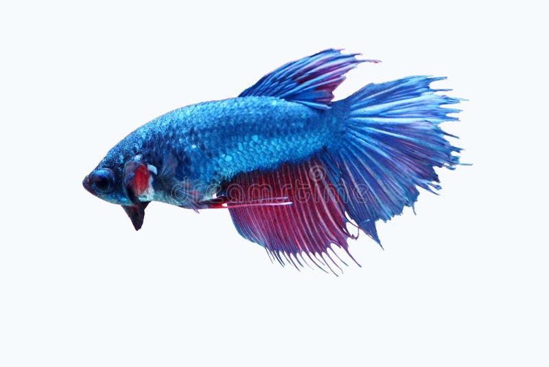 Beautiful Thai betta fish stock image. Image of black - 198742097