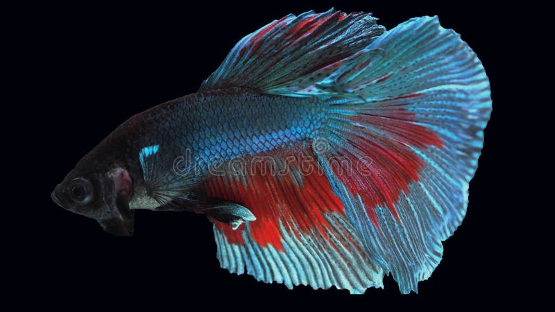 Beautiful Thai betta fish stock photo. Image of fish - 198830294