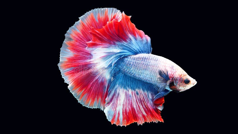 Beautiful Thai betta fish stock photo. Image of abstract - 199260756