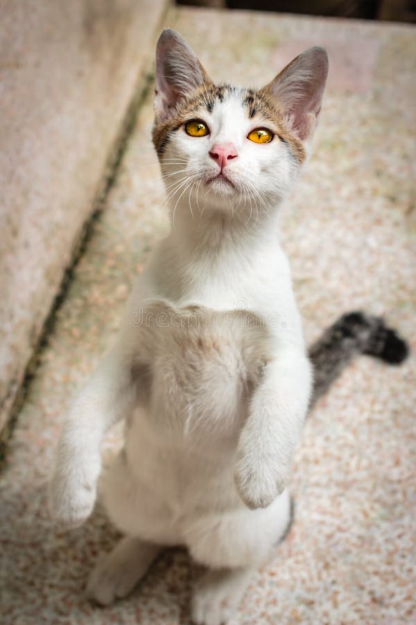 Beautiful thai cat. stock image. Image of charming, laying - 80953559