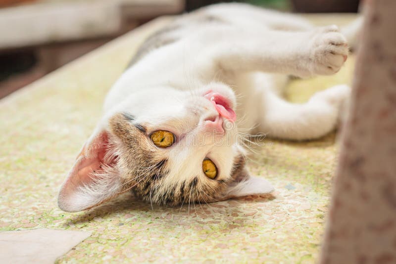 Beautiful thai cat. stock image. Image of feline, close - 80953805