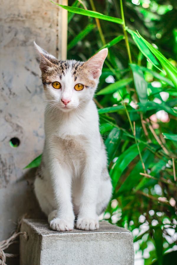 Beautiful thai cat. stock image. Image of pedigreed, paws - 80953811