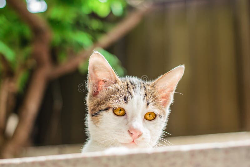 Beautiful thai cat. stock photo. Image of pedigree, indoor - 80954080