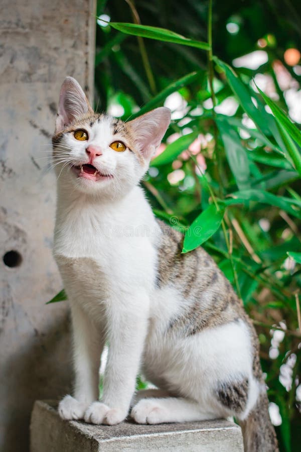 Beautiful thai cat. stock photo. Image of pretty, indoor - 80954134