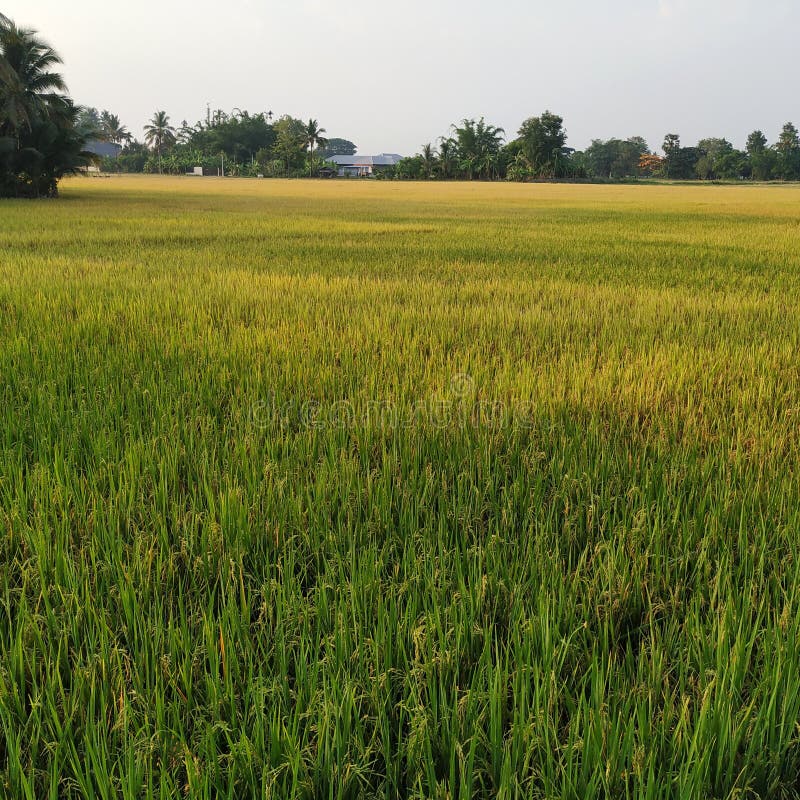 Beautiful Thailand Rice Field in the Evening Stock Photo - Image of ...