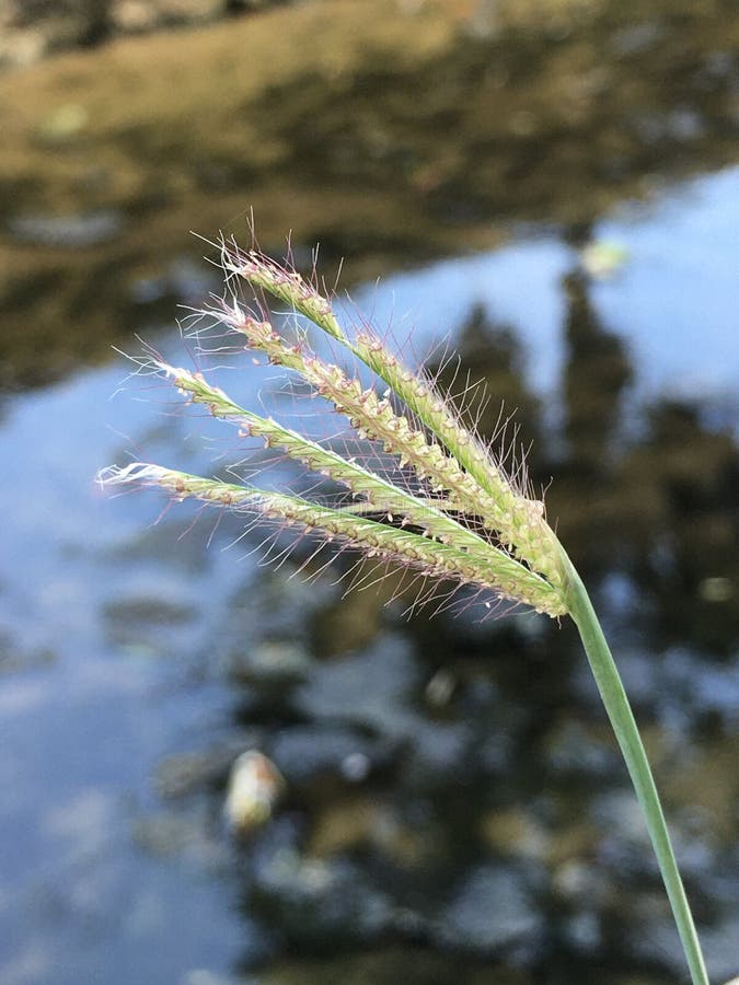 Wild Thatch Plants Grow in Outside Road. Stock Image - Image of field ...