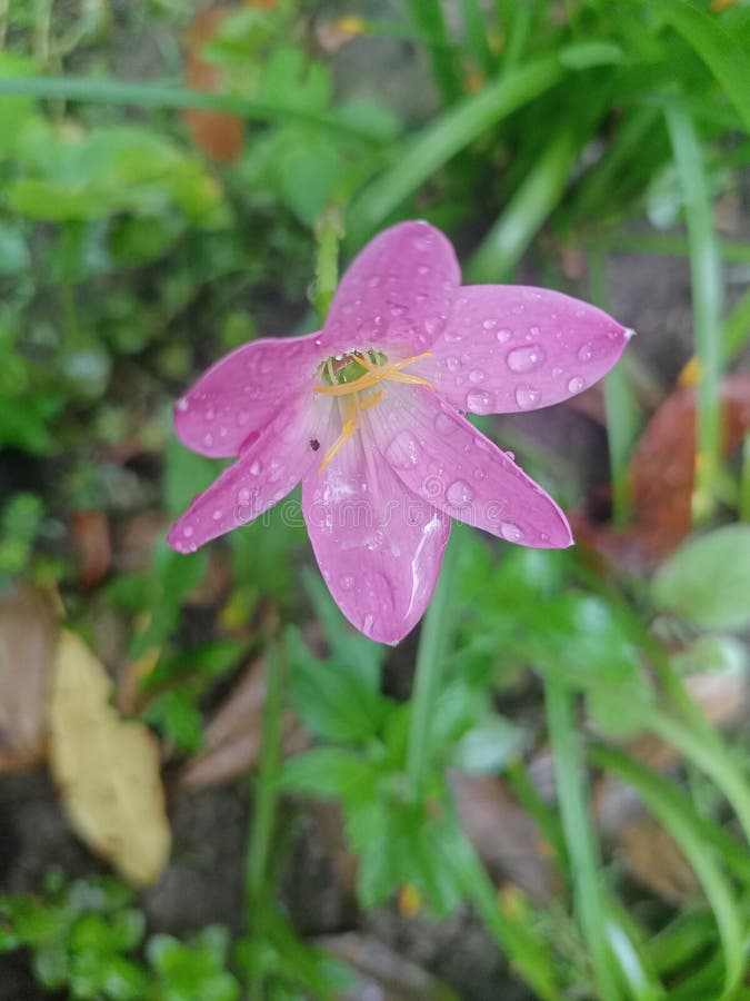 Beautiful Themes Wallpaper Pink Flower in Rain Stock Photo - Image of ...