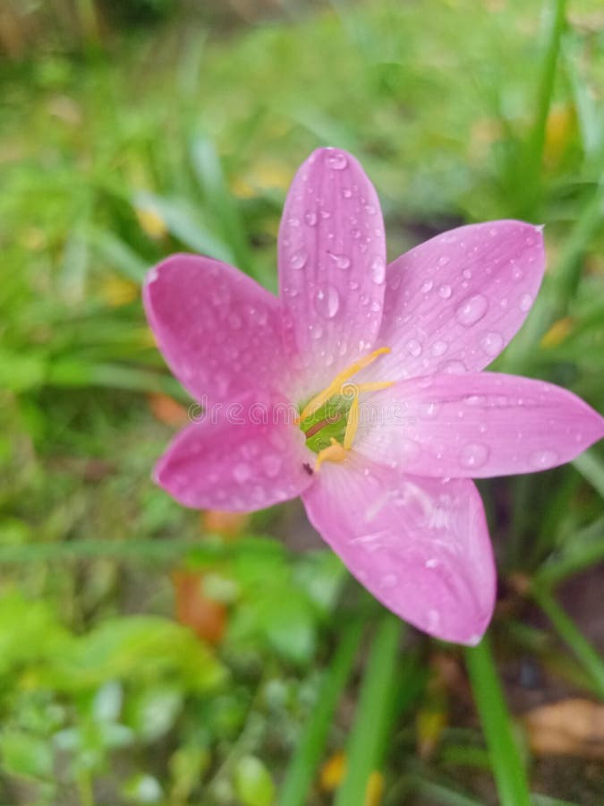 Beautiful Themes Wallpaper Pink Flower in Rain Stock Image - Image of ...