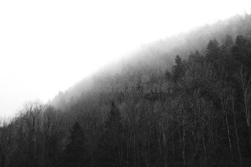 Beautiful Thick Forest with Clear White Sky Stock Photo - Image of ...