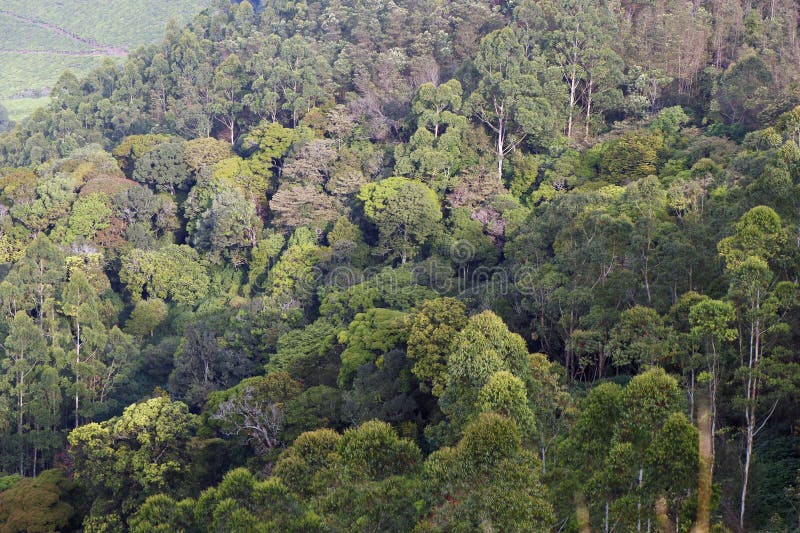 Beautiful Thick Forest and Mountain in Kerala from Top View Stock Image ...