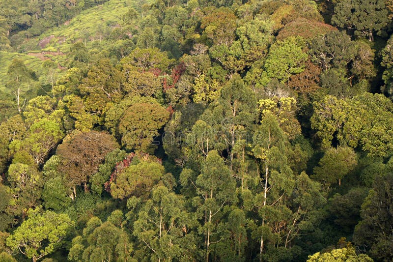 Beautiful Thick Forest and Mountain in Kerala from Top View Stock Photo ...