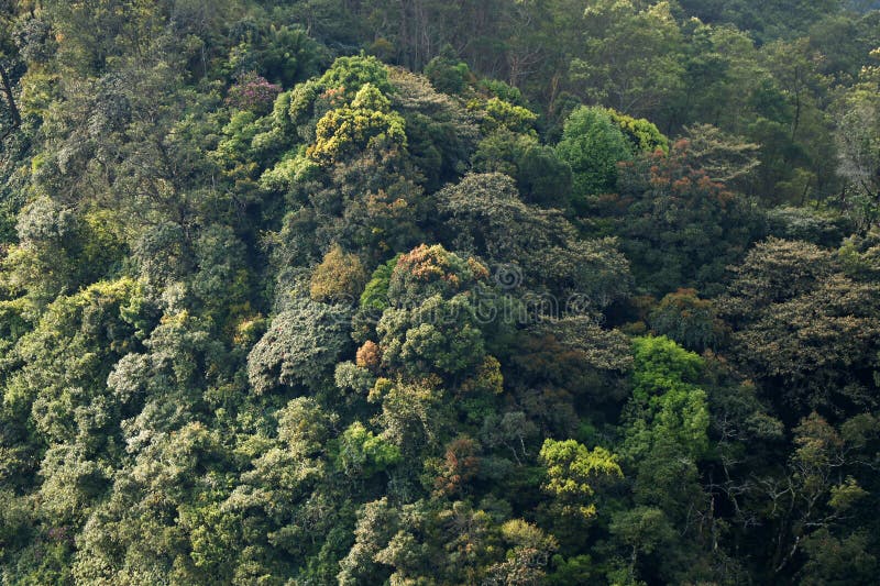 Beautiful Thick Green Rain Forest Top View Stock Image - Image of ...