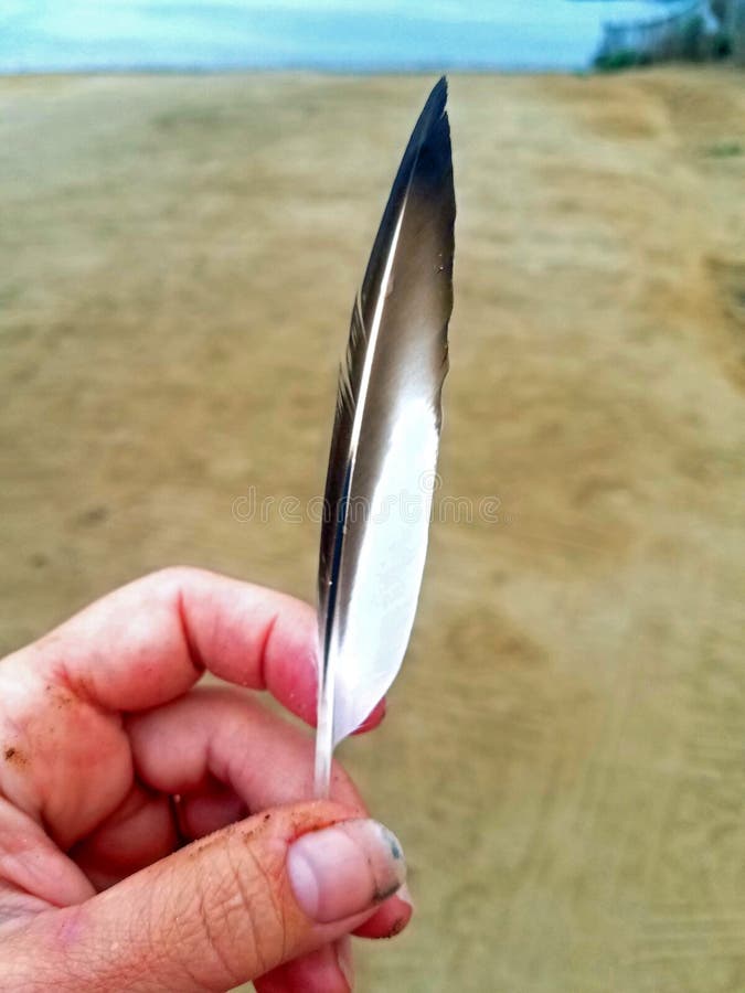 Beautiful Thin Feather Two Tone Stock Image - Image of lucky ...