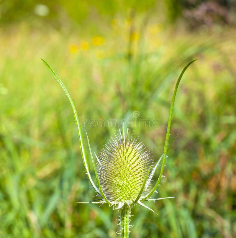 Beautiful Thistle in the Meadow Stock Photo - Image of beautiful, close ...