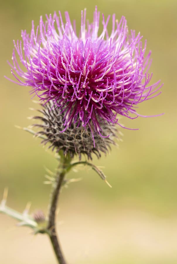 Beautiful Thistle Purple Flower Stock Image - Image of summer, thorn ...