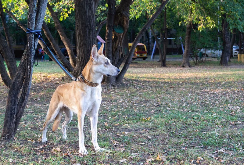 A Beautiful, Thoroughbred Dog Sits Near a Tree on a Leash Stock Photo ...