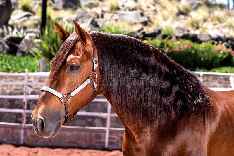 Beautiful Thoroughbred Horse Hanoverian Stock Image - Image of beast ...